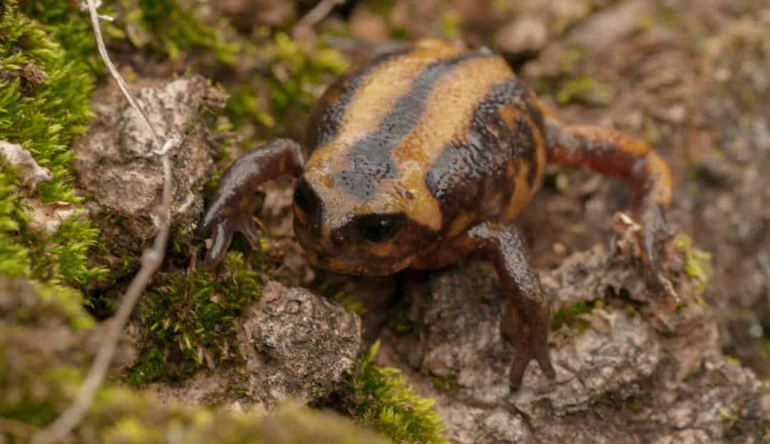 The Complete Genome Sequences of 64 Species of Amphibians | Published ...