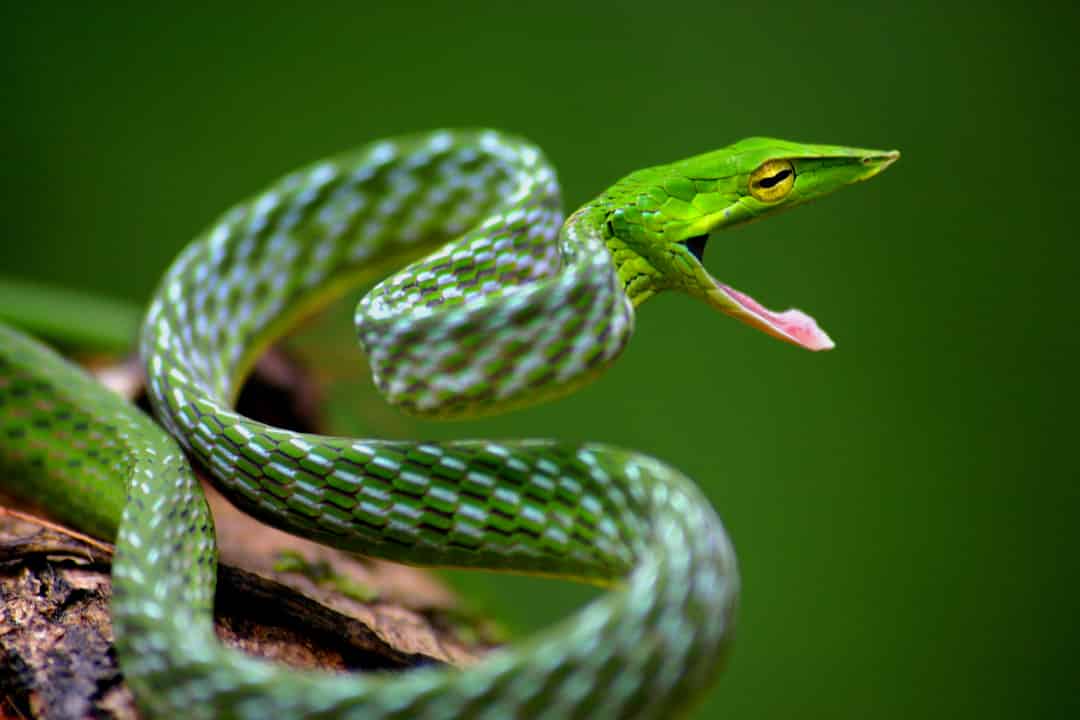 The Complete Genome Sequences of 26 Species of Sri Lankan Snakes ...