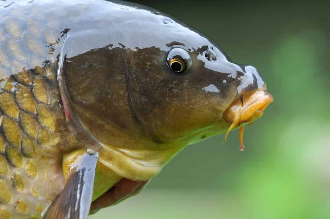 Effects of PS-MPs on growth, immunity, antioxidant capacity and amino ...