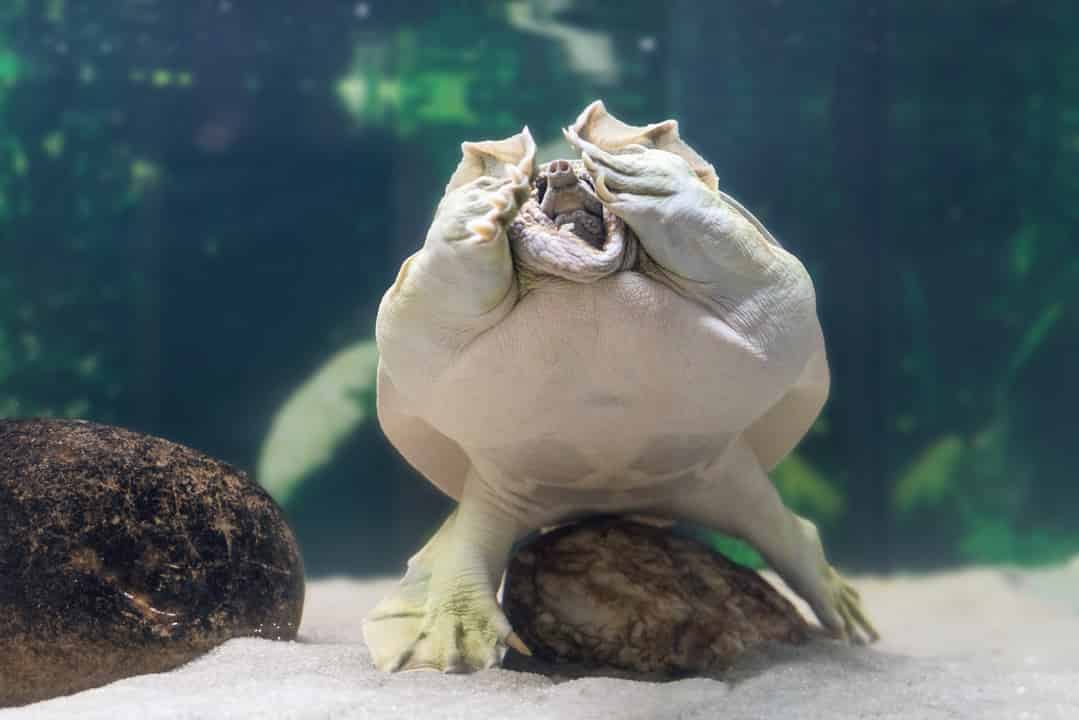 Molecular Characterization and Functional Analyses of IGFALS in the Chinese Soft-Shelled Turtle ...