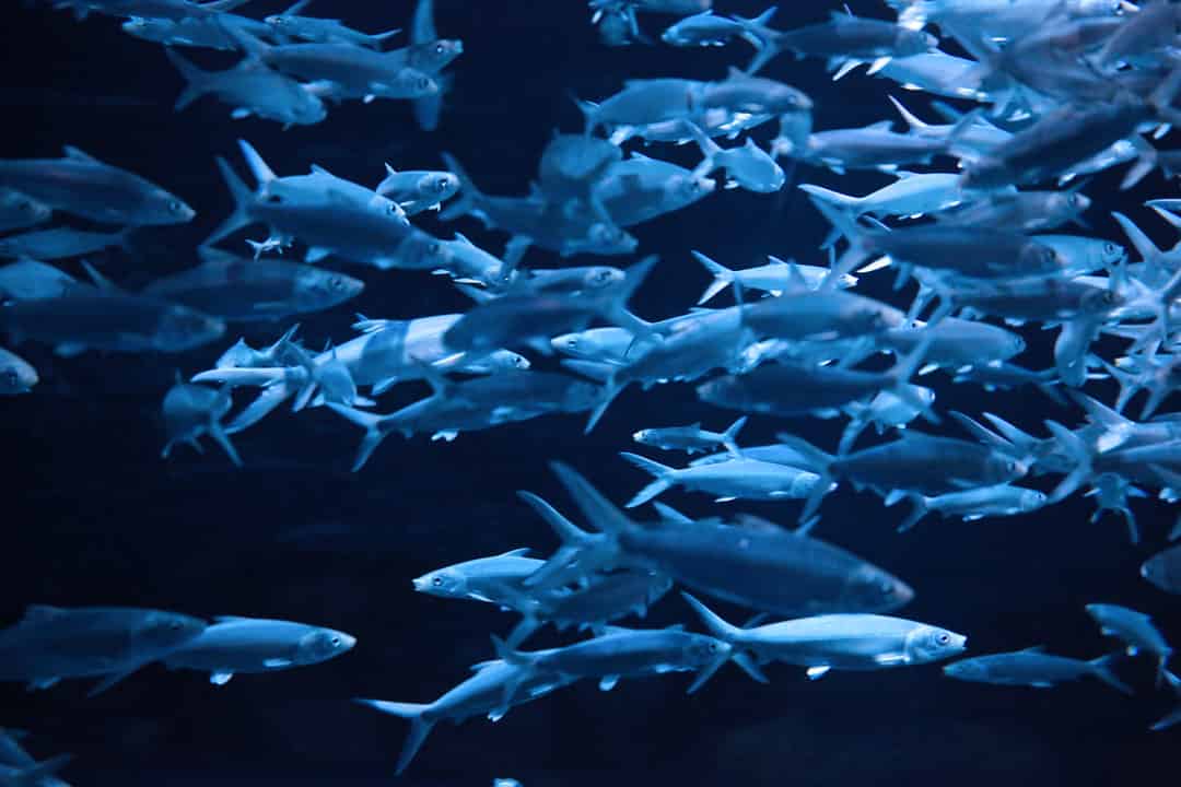 Assessment of Indigenous Feed Ingredients on Growth and Feed ...