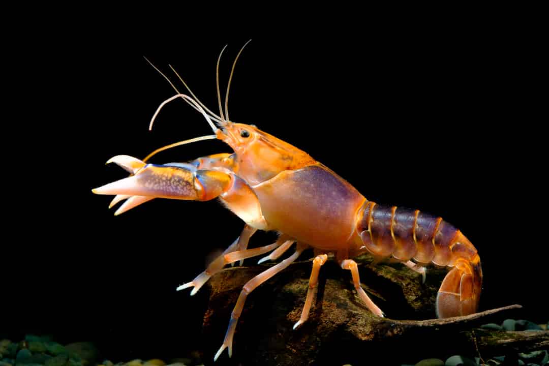 Molecular characterization and gene expression profile of Foxl2 in the ...