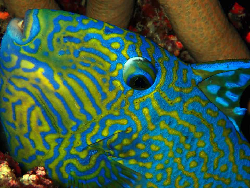 Toxic effects of long-term polystyrene microplastic exposure on gut ...