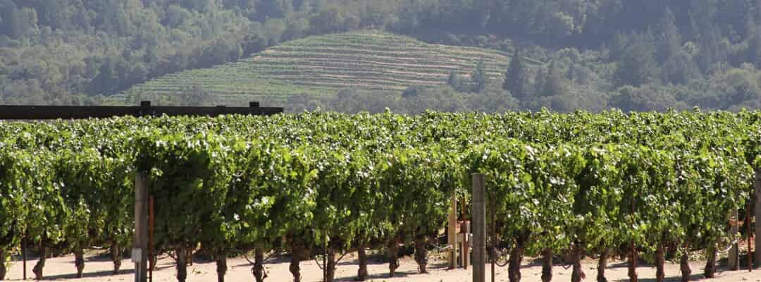 Why Are Small Vineyards More Expensive Per Acre? Evidence From Napa ...