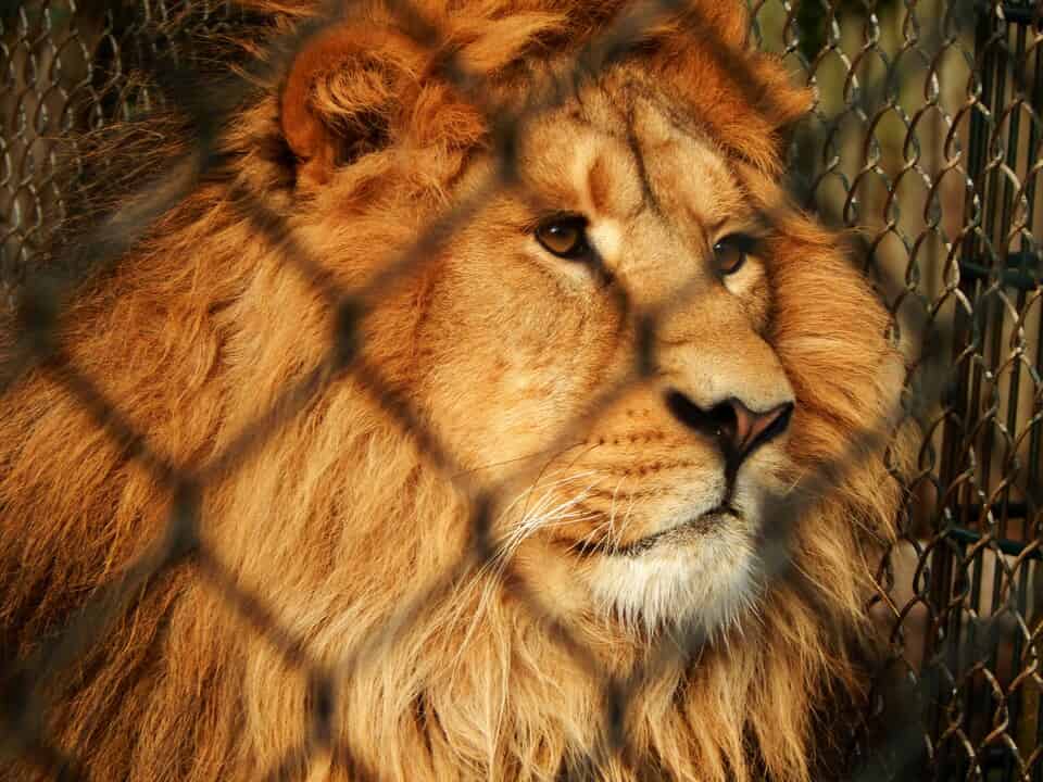 How Does Captivity Impact Psychological Behaviors On Large Carnivores ...