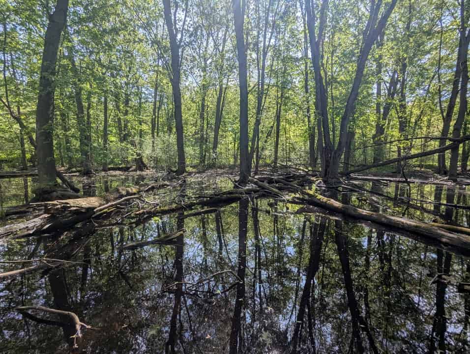 Quantifying Carbon Pools and Fluxes in Southern Ontario Temperate ...