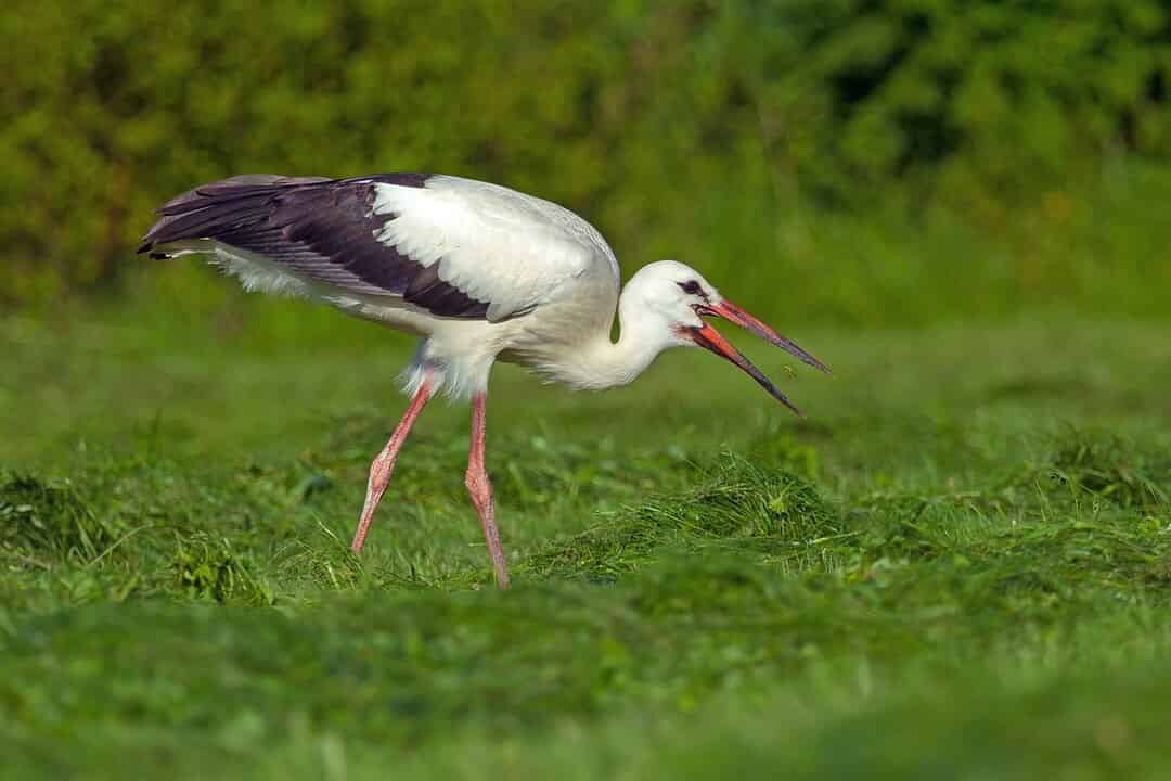 The complete genome sequences of 4 species of Storks (Ciconiiformes ...