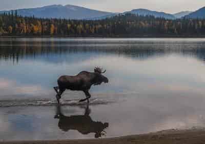 TRACKING MOOSE- AND DEER-VEHICLE COLLISIONS USING GPS AND LANDMARK ...