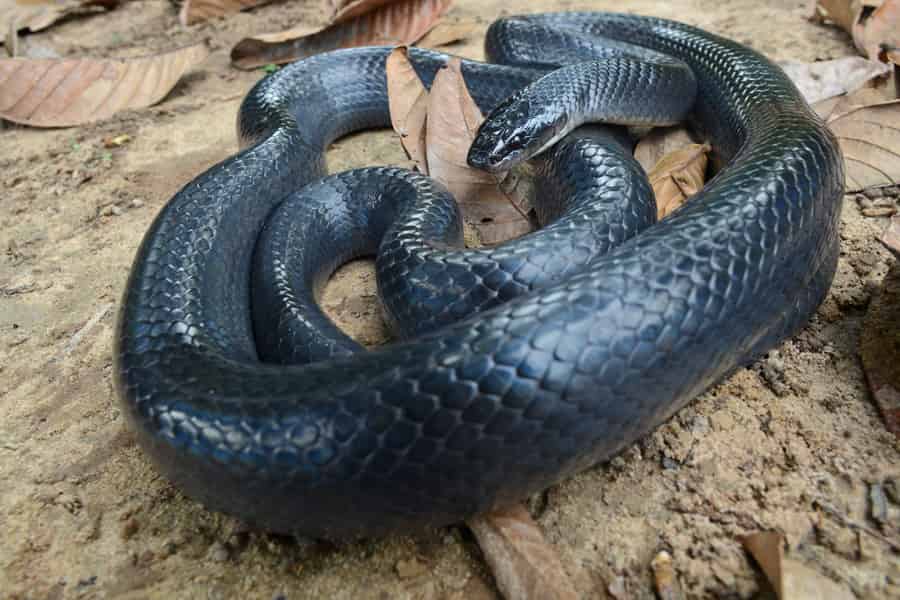 The Complete Genome Sequence of the Black Mussurana snake (Clelia ...