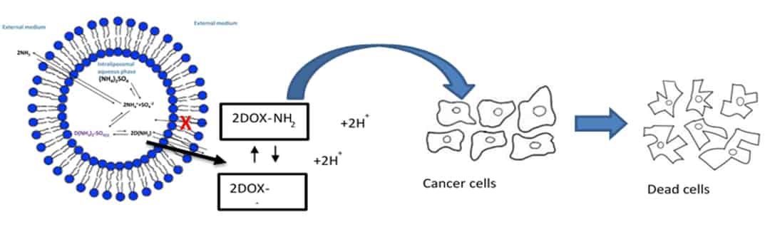 Effect of major tumor metabolites on release of doxorubicin from Doxil ...