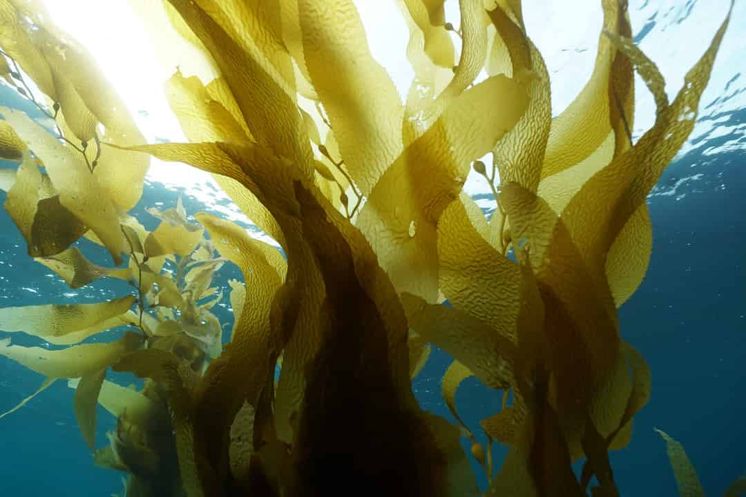 “Pixels May Lose Kelp Canopy”: The Photomosaic as Epistemic Figure for ...