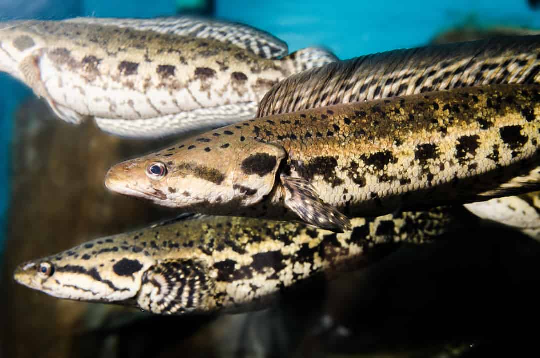 Aeromonas veronii, a potential pathogen of enteritis in snakehead fish ...