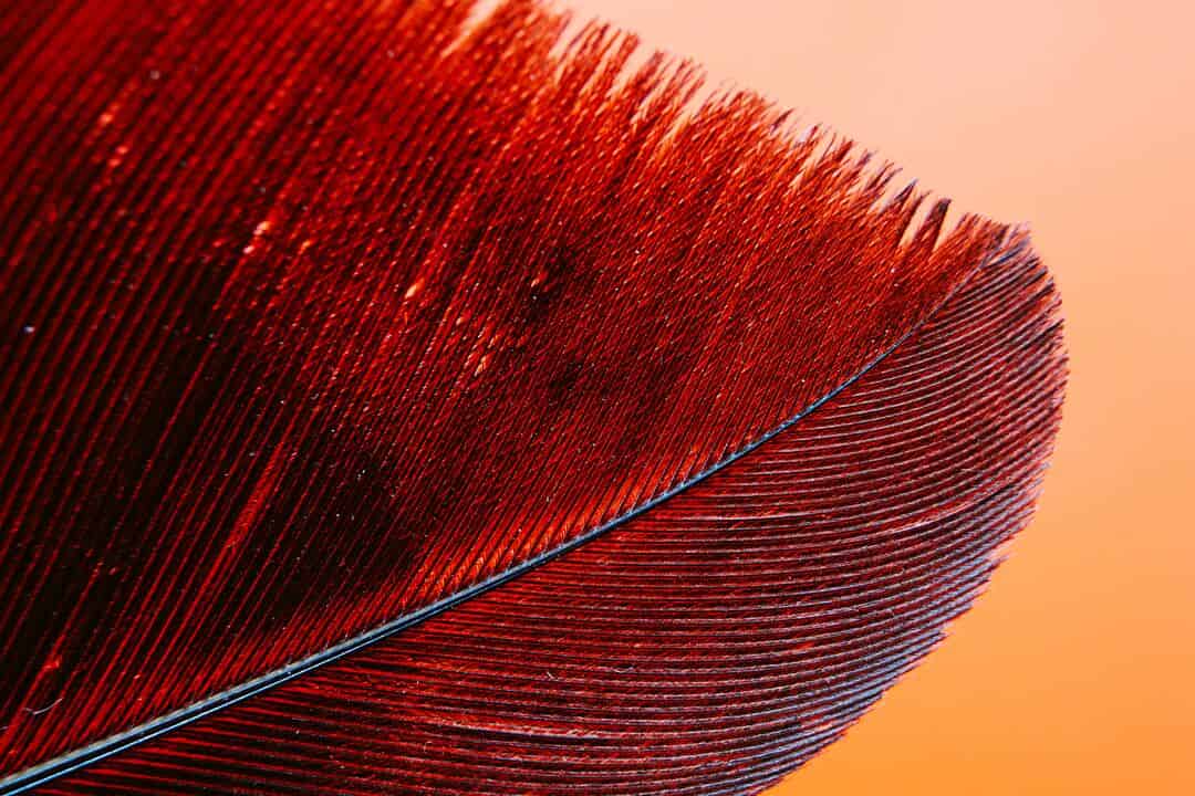 A feather of Fenist the Falcon | Published in TEXT