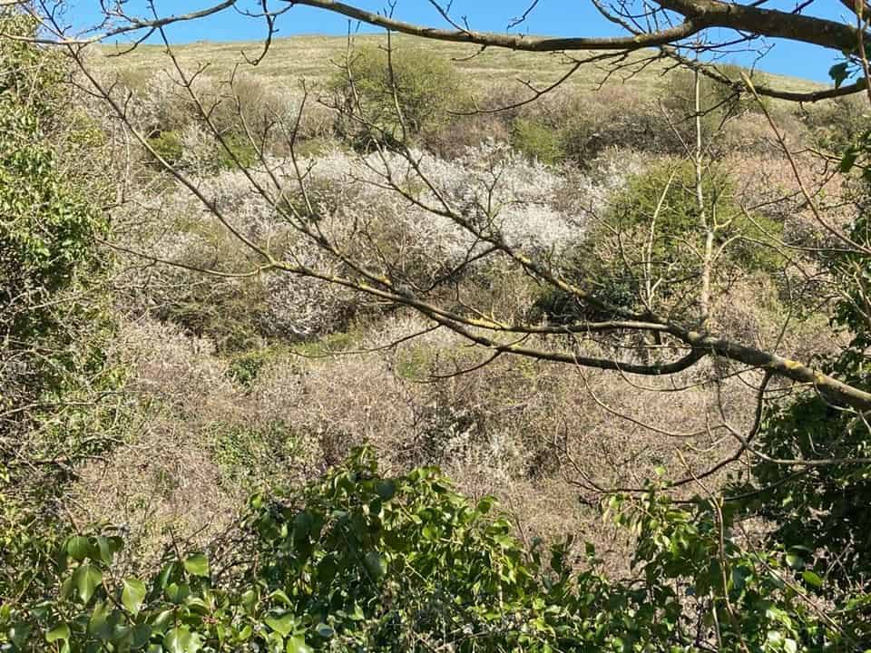 Separating Bohr denseness from measurable recurrence | Published in ...