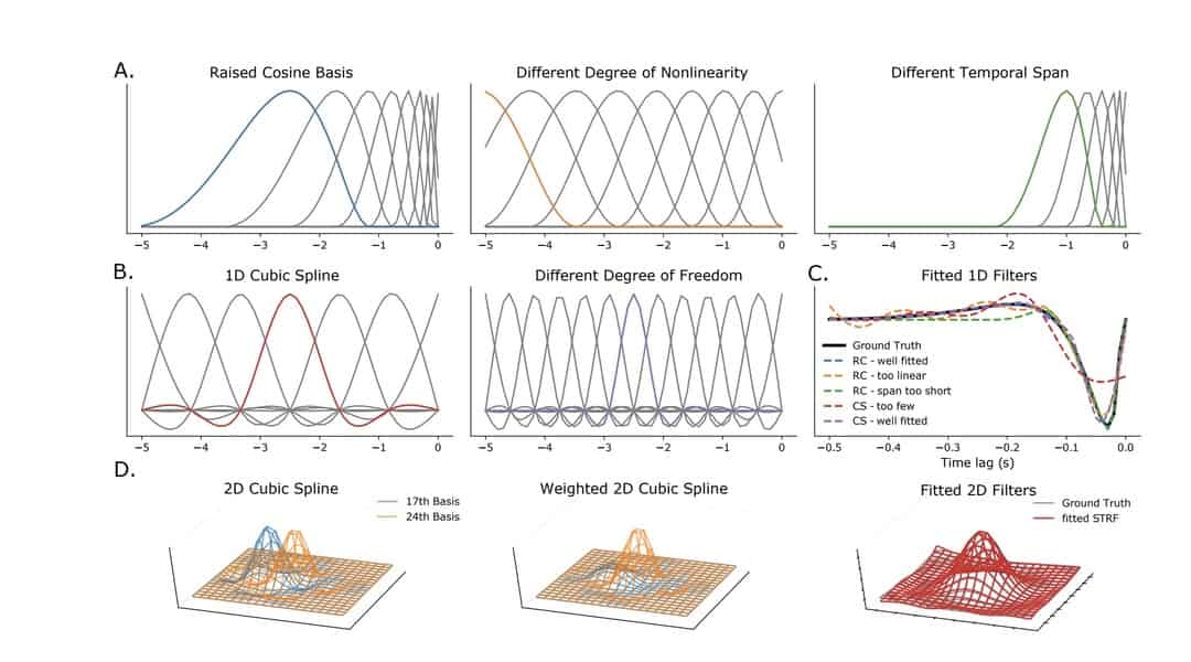 Estimating smooth and sparse neural receptive fields with a flexible spline basis | Published in ...