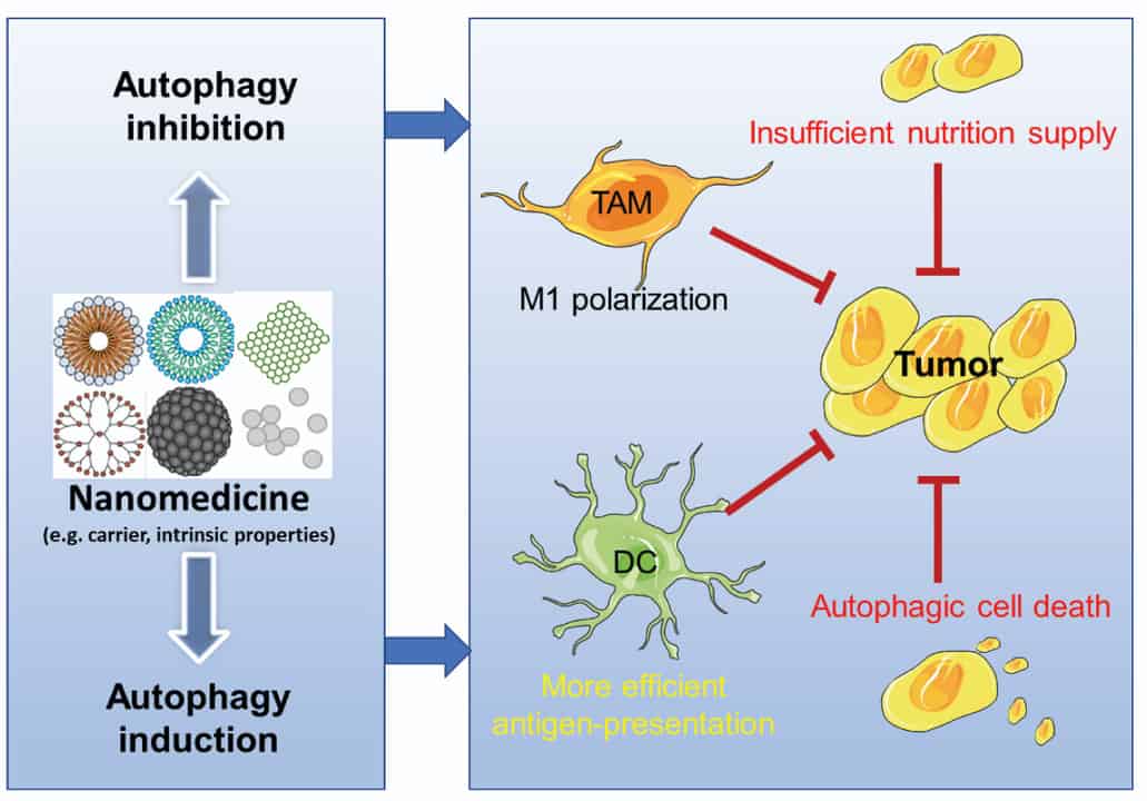 The Role of Autophagy at the Nano/Bio Interface - Underlying Mechanisms ...