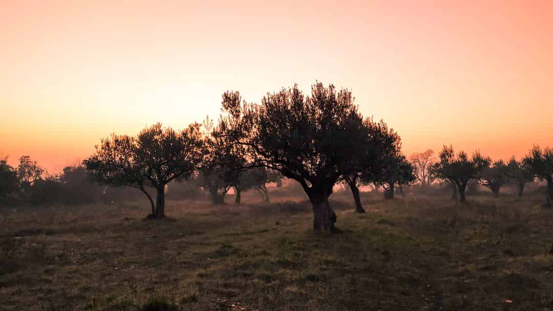 'The Root' in Paul's Olive Tree Metaphor (Romans 11:16-24) | Published ...