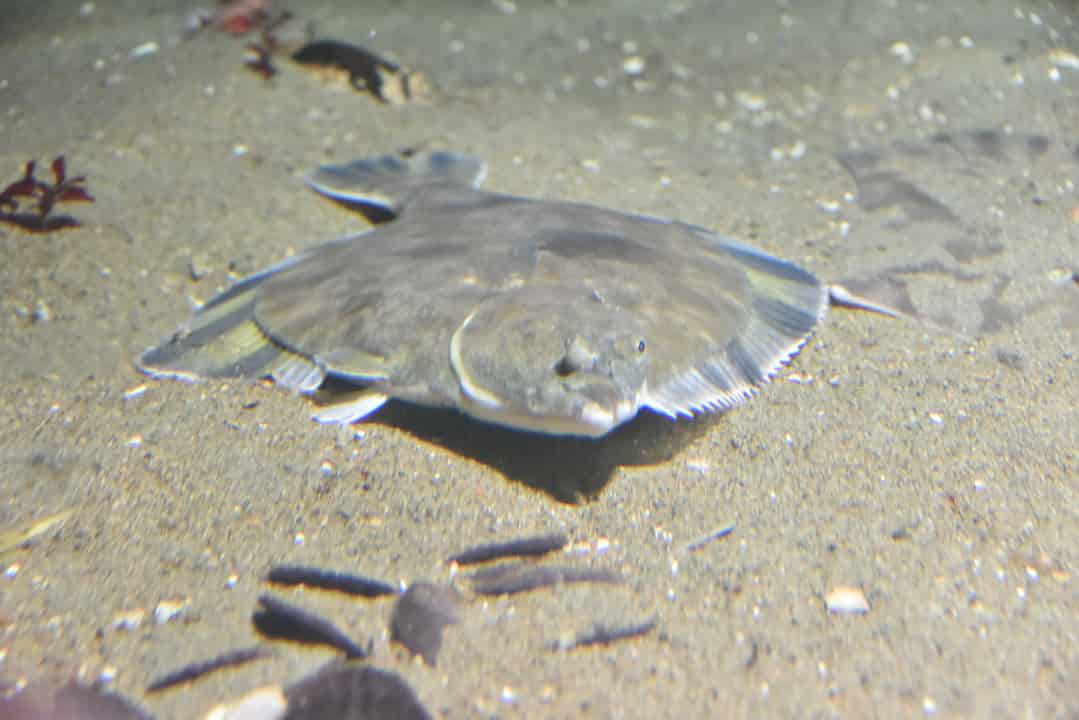 A comparison of the physiological responses to heat stress of juvenile ...