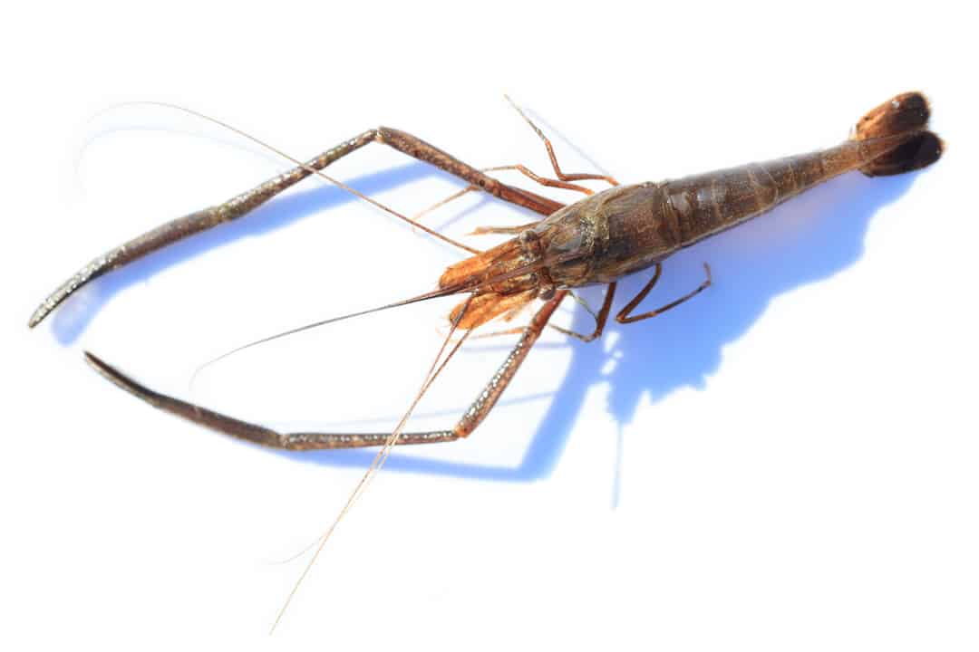 Dietary Copper Requirement of Juvenile Oriental River Prawn ...