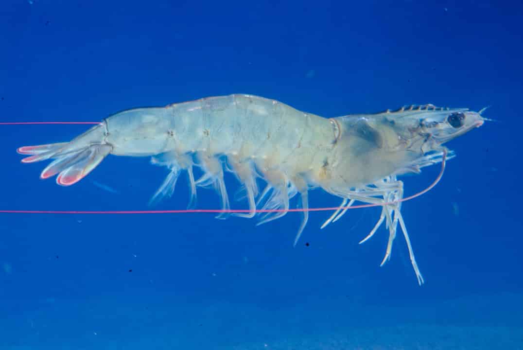 Evaluation of short-term toxicity of ammonia and nitrite on the ...