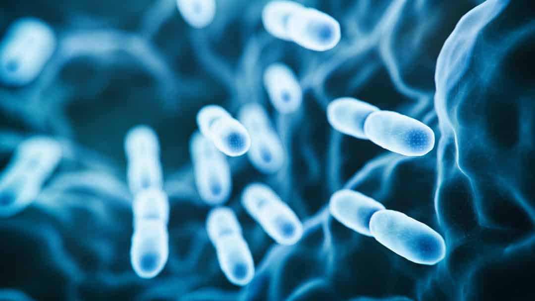 Bacillus velezensis LG37: Functional verification of GlnL and analysis ...