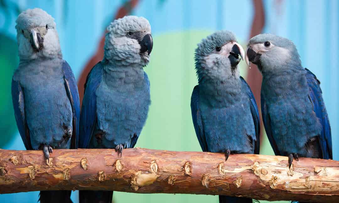 The Complete Genome Sequence of Cyanopsitta spixii, the Spix's Macaw ...