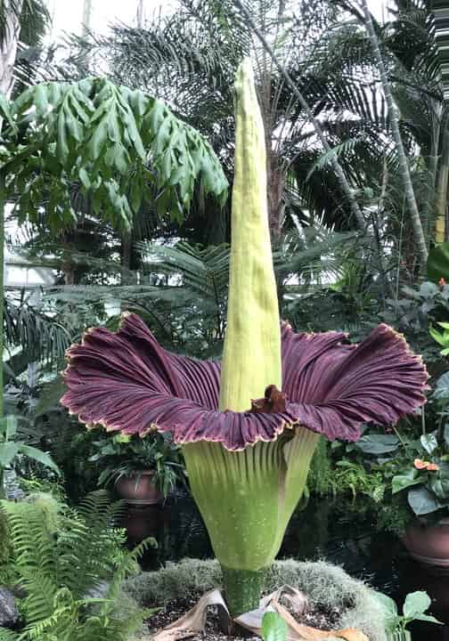 The Complete Genome Sequence of Amorphophallus titanum, the Corpse ...