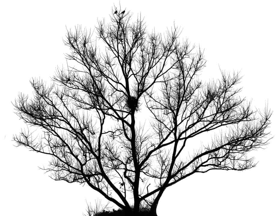 Induced subgraphs and tree decompositions III. Three-path ...