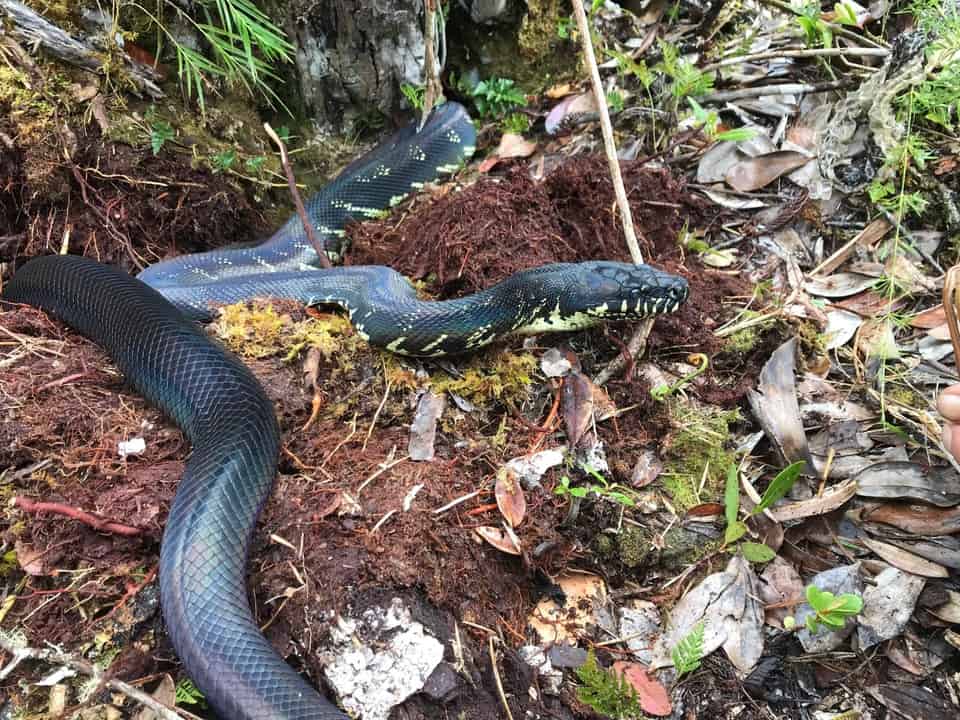 The Complete Genome Sequence of the Simalia boeleni, the Boelen's ...