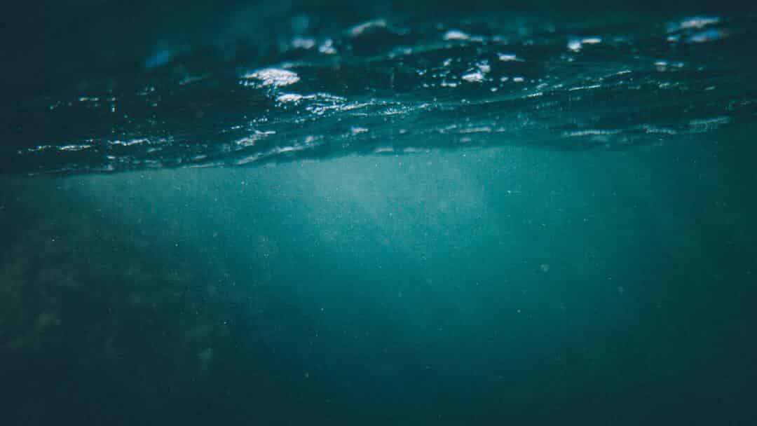 A case study of Dermotheca gasterostei (=Dermocystidium gasterostei ...