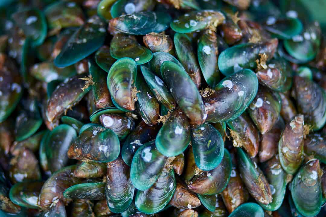 Verification of a hatchery protocol for green mussel Perna viridis spat ...
