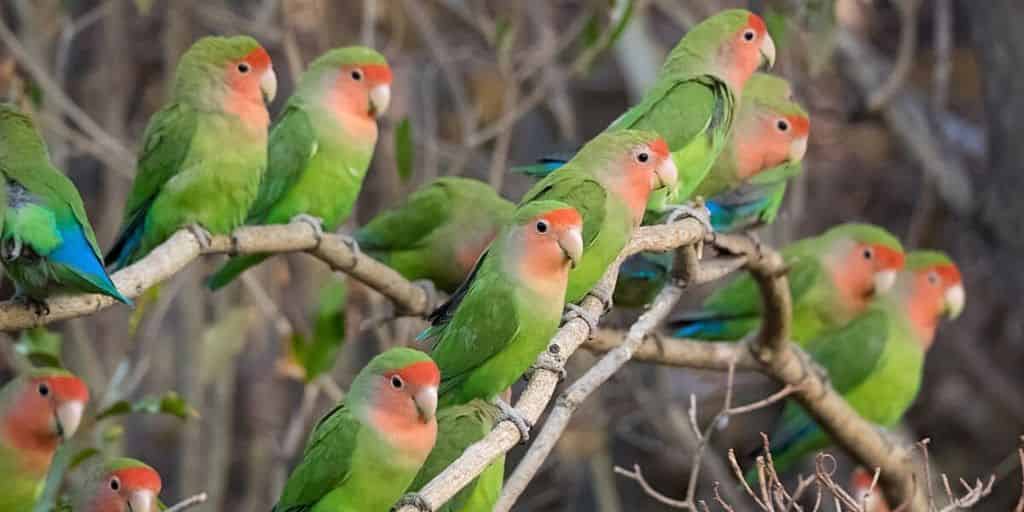 The Complete Genome Sequences of 94 Species of Parrots (Psittaciformes ...