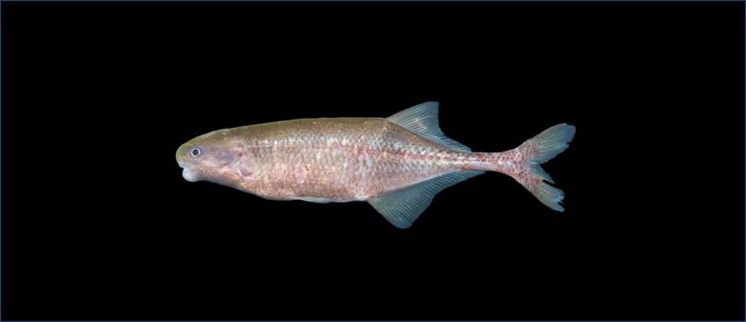 The Complete Genome Sequences of 38 Species of Elephantfishes ...