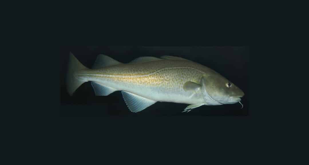 The Complete Genome Sequences of 18 Species of Gadiformes ...