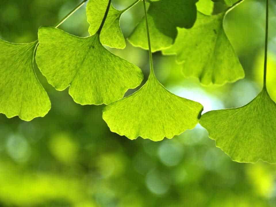 The Complete Genome Sequence of Ginkgo biloba (Ginkgoaceae, Ginkgoales ...