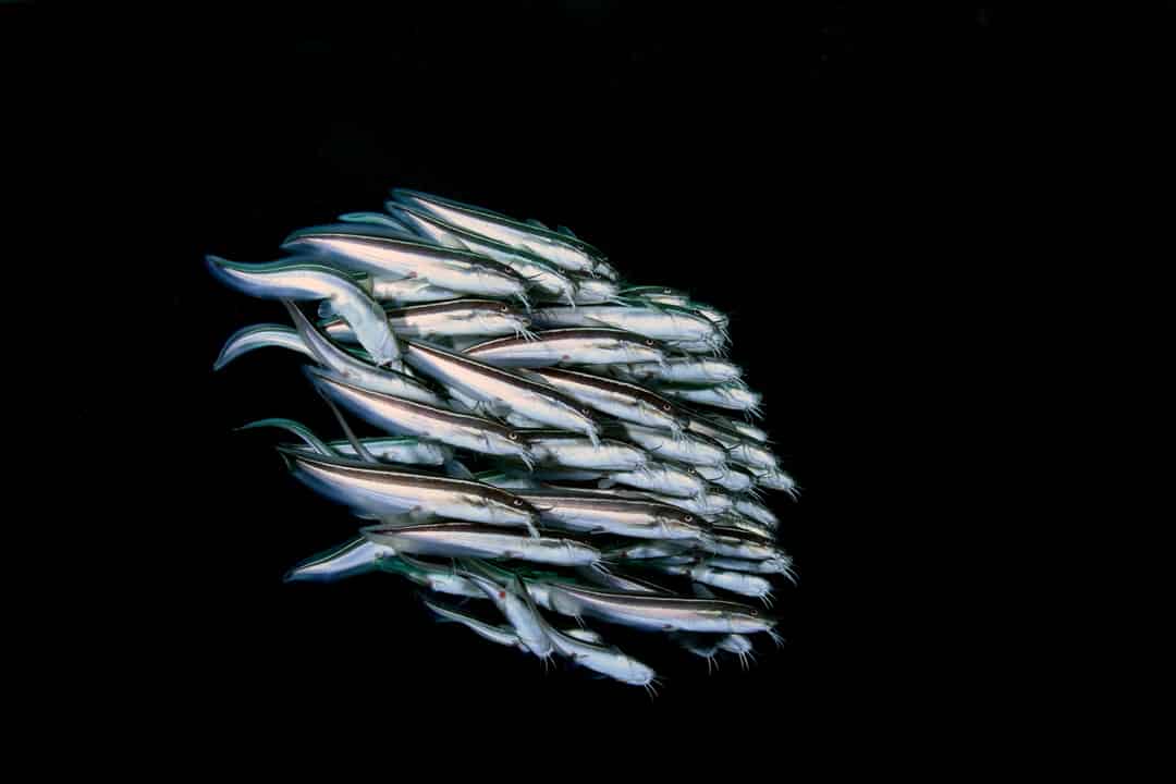 Transcriptome response of pubertal male Clarias macrocephalus to ...
