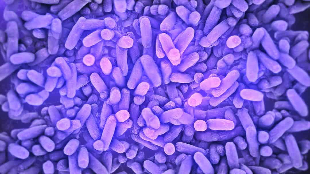 Preliminary screening, identification and biological characteristic ...
