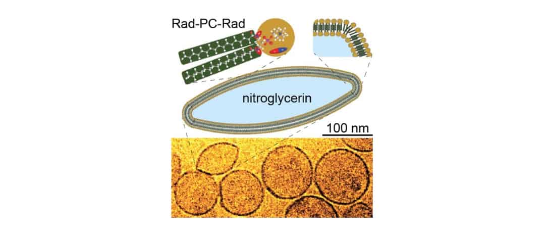 Immunocompatibility of Rad-PC-Rad liposomes in vitro, based on human ...