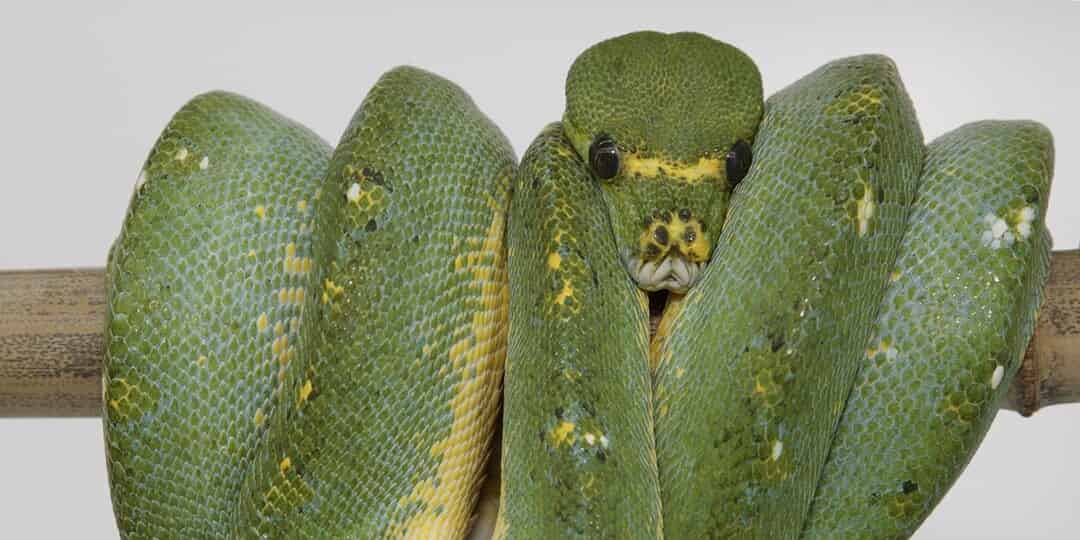 The Complete Genome Sequence of Morelia viridis, the Green Tree Python ...