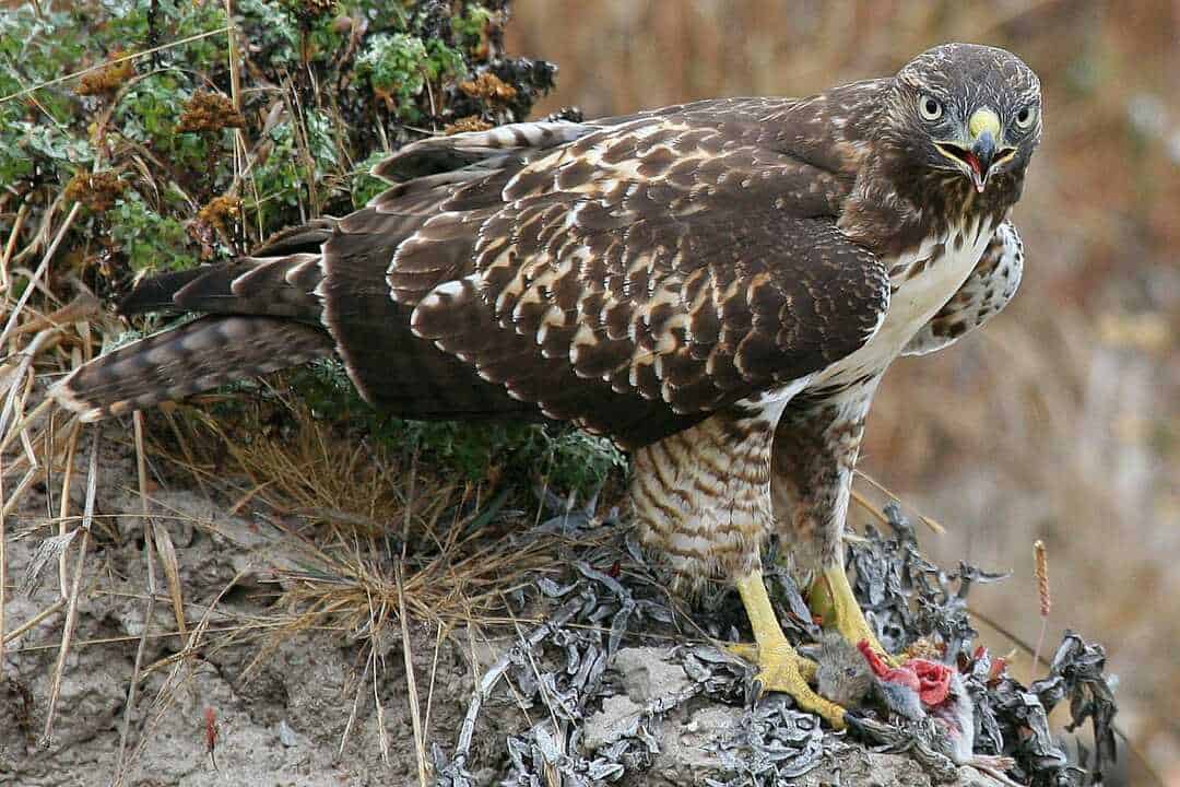 The Complete Genome Sequences of 87 Species of Hawks (Accipitriformes ...