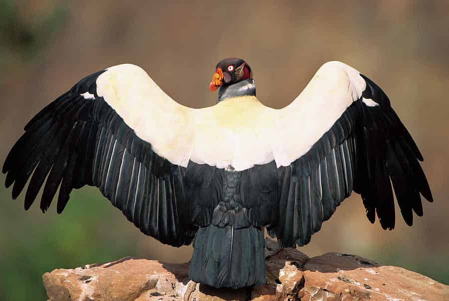 The Complete Genome Sequence of Sarcoramphus papa (Cathartidae), the King Vulture | Published in ...
