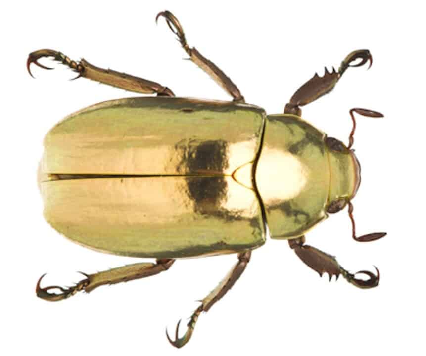 The Complete Genome Sequence of Chrysina resplendens (Scarabaeidae ...