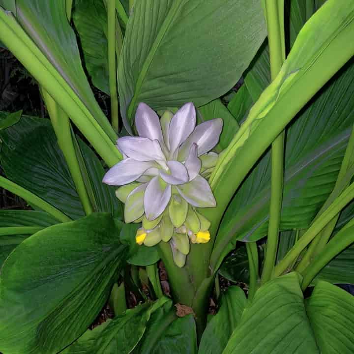 The Complete Genome Sequence of Curcuma longa (Zingiberaceae ...