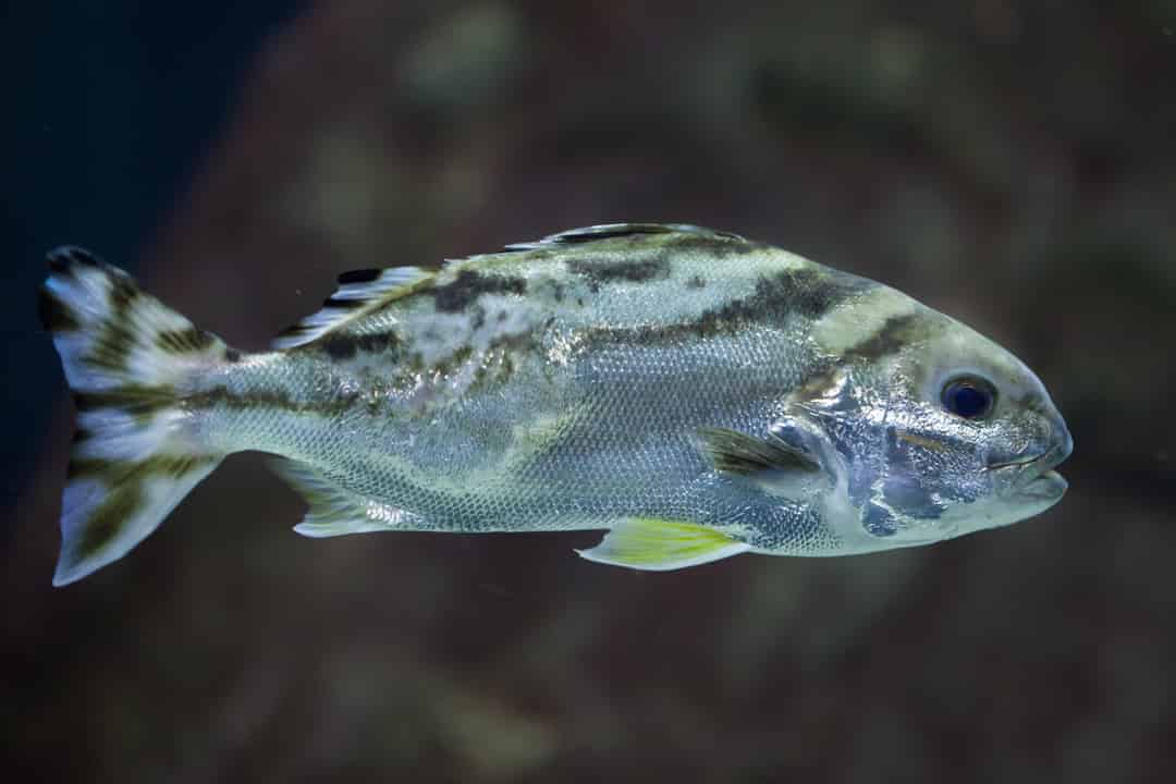 Morphological characteristics and genetic diversity of Terapon jarbua ...