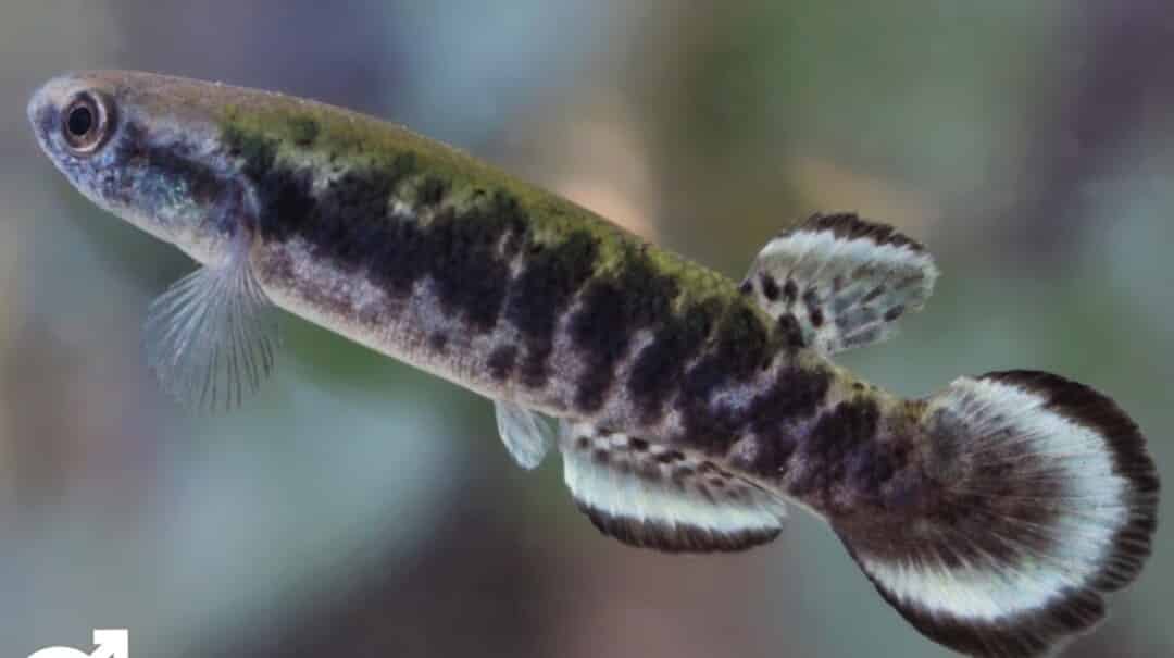 The Complete Genome Sequences of three species from the killifish genus ...