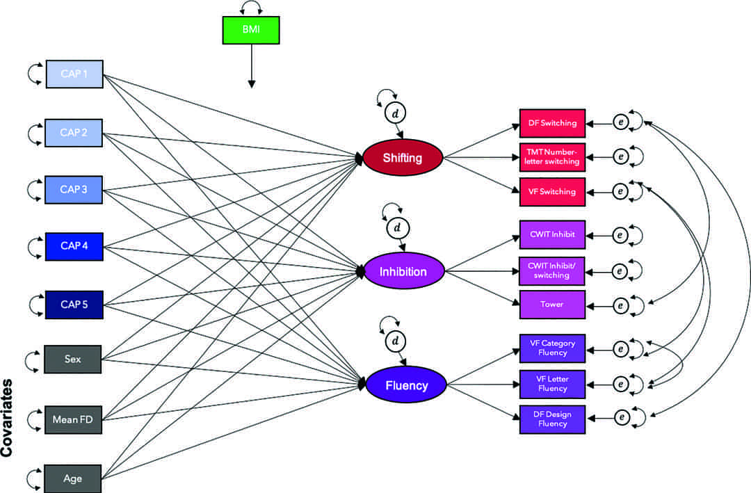Body Mass Index Moderates Brain Dynamics And Executive Function A Structural Equation Modeling