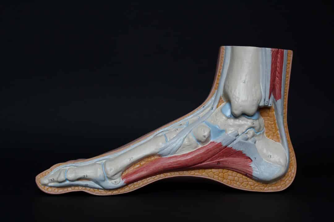 A Novel Intrinsic Foot Muscle Strength Dynamometer Demonstrates ...