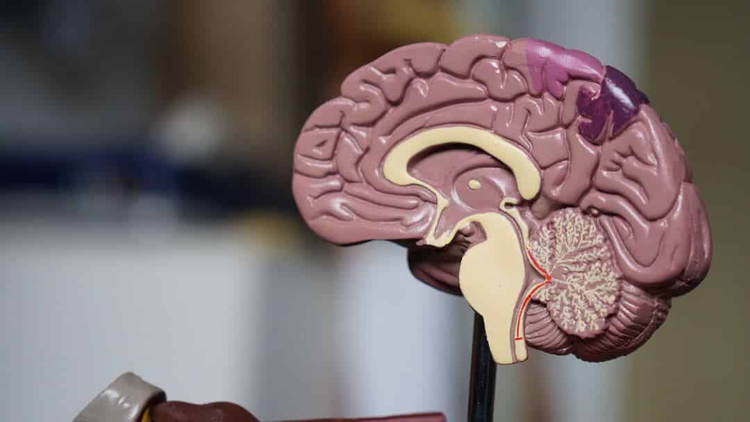 Improving The Interpretability Of Fmri Decoding Using Deep Neural