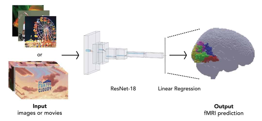 Img2fmri A Python Package For Predicting Group Level Fmri Responses To Visual Stimuli Using