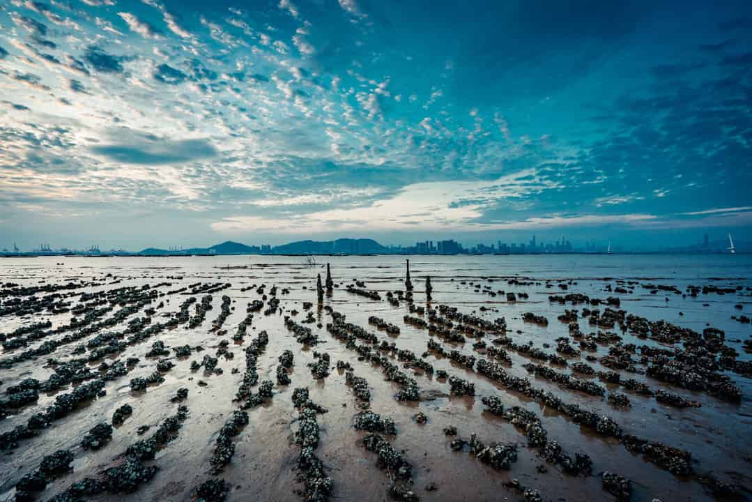 Mtco1 Based Population Structure And Genetic Diversity Of Pacific